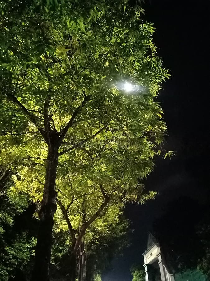 A Little Light in the Middle of the Night Pensive Under the Shade of ...