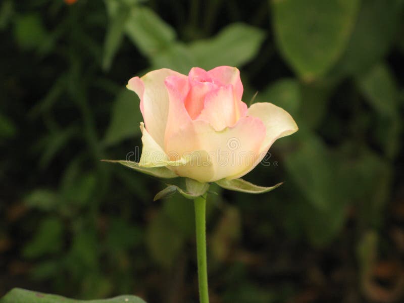 Little light pink rose stock photo. Image of garden, little - 83789834