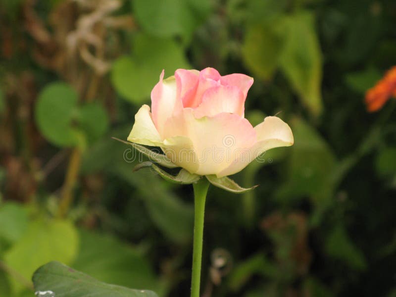 Little light pink rose stock image. Image of shot, bright - 83790025