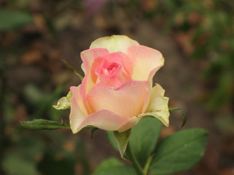Little light pink rose stock photo. Image of garden, little - 83789834