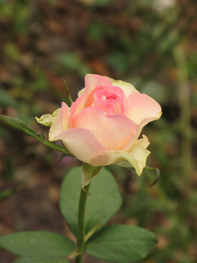 Little light pink rose stock image. Image of light, vertical - 83789861