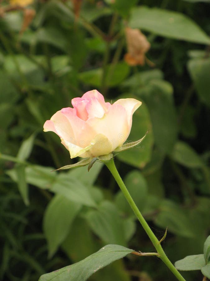Little light pink rose stock image. Image of autumnal - 83790349