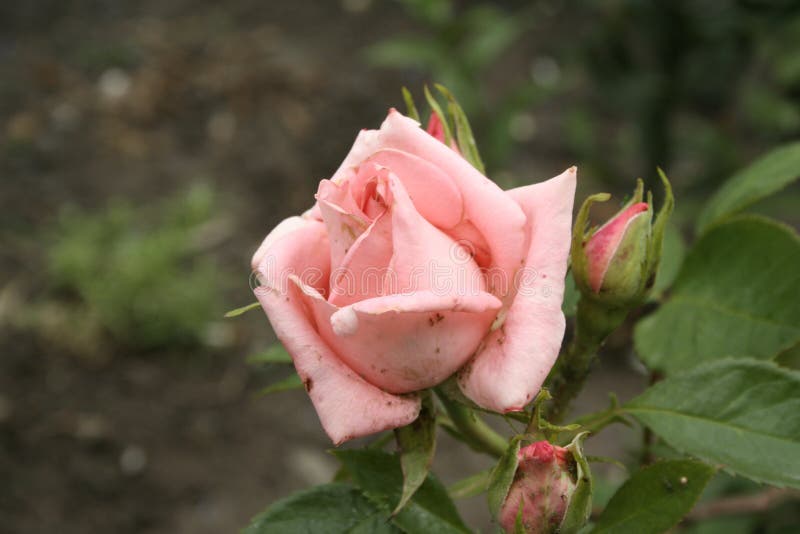 Little light pink rose stock photo. Image of little, pink - 96065750