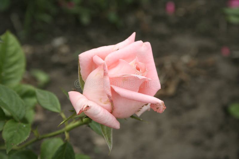 Little light pink rose stock photo. Image of flowering - 96065762