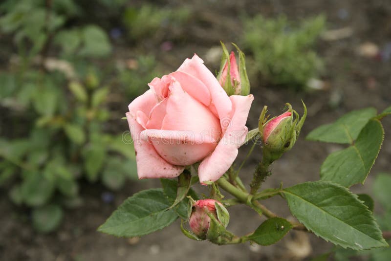 Little light pink rose stock photo. Image of small, shot - 96065896