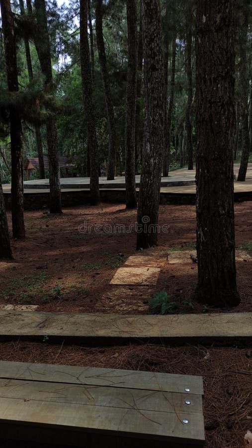 Little light at pinus tree stock photo. Image of sunrise - 223004180