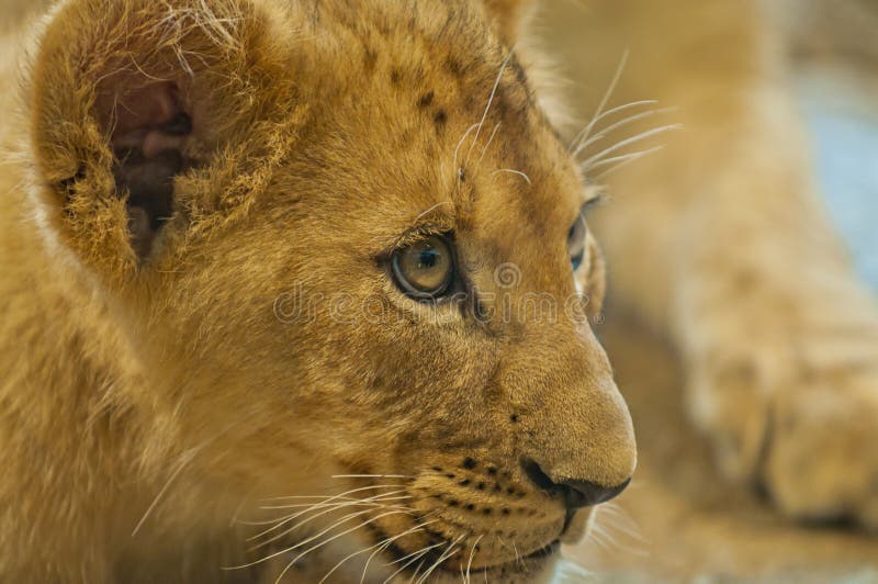 Little Lion stock photo. Image of cutest, animal, female - 22242460