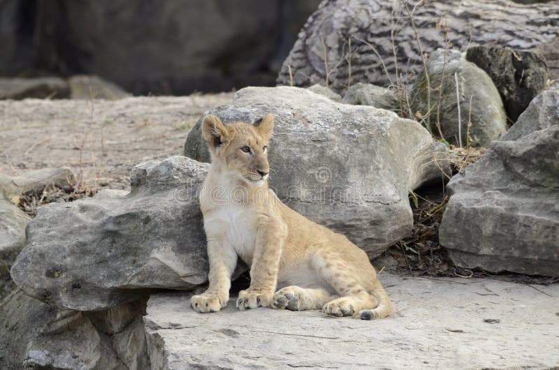 Little lion stock image. Image of baby, rests, leaning - 22631971