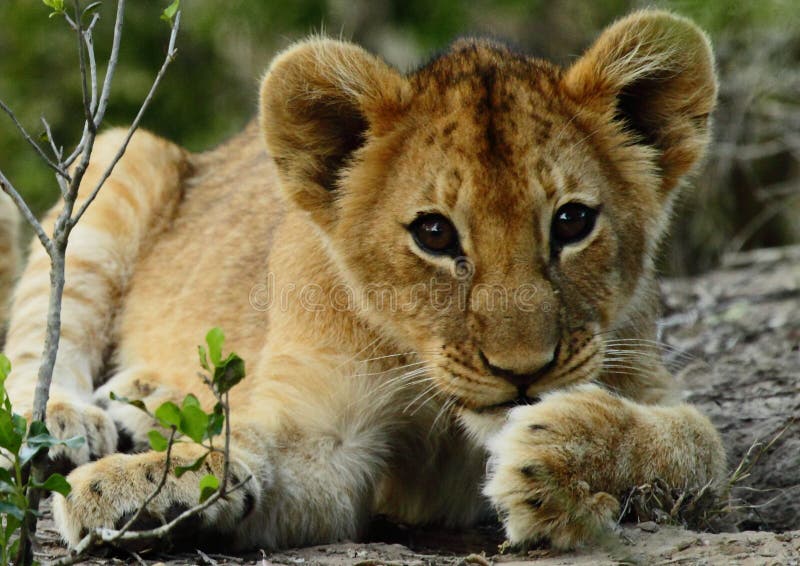 Little lion cub stock photo. Image of cleaning, lion - 13803926