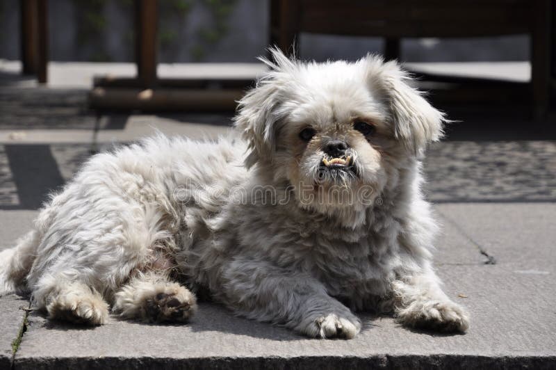 Little lion dog stock photo. Image of animal, cute, furry - 14124340