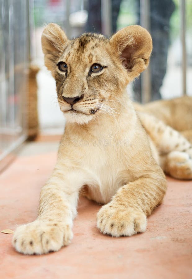 Little Lion Looking Photographer Stock Image - Image of outside, wild ...