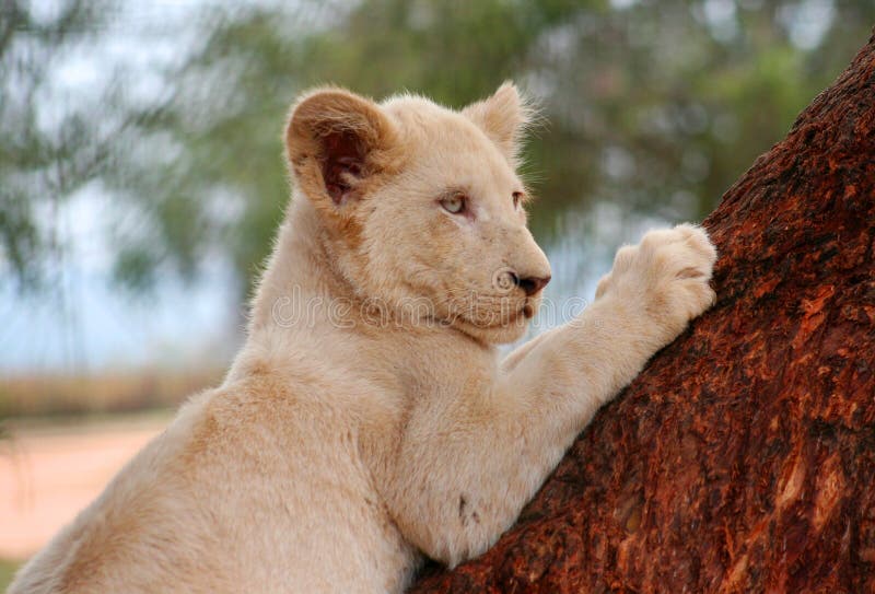 Little lion stock image. Image of environment, playing - 29744105