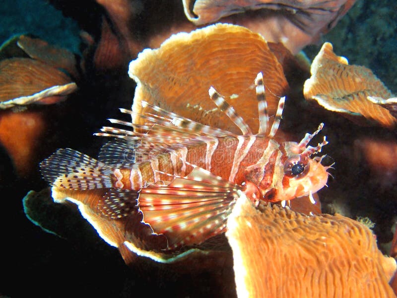 Little Lionfish stock image. Image of fish, aquatic, orange - 1200827