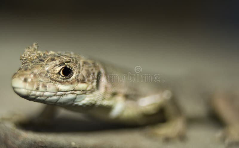 Little lizard stock image. Image of wildlife, injured - 12685005