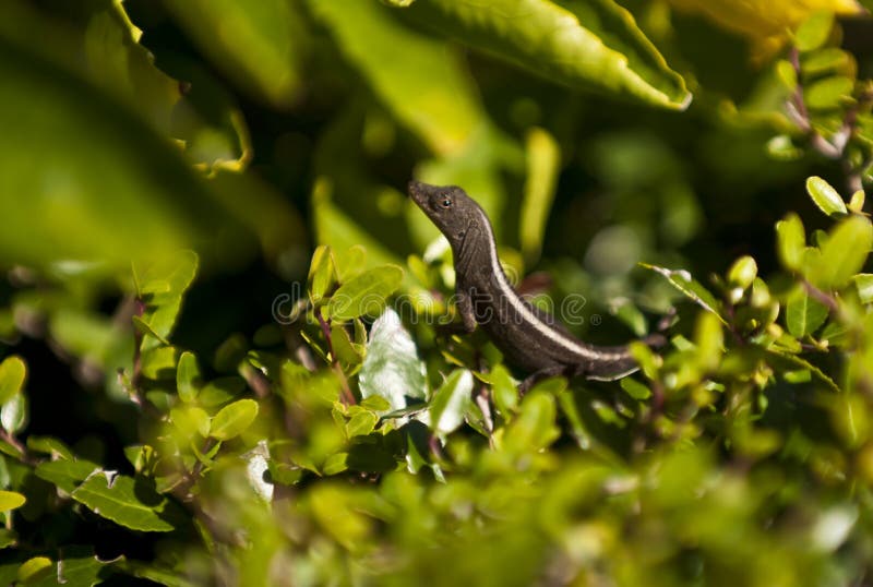 Little Lizard stock image. Image of wild, animal, everglades - 22889519