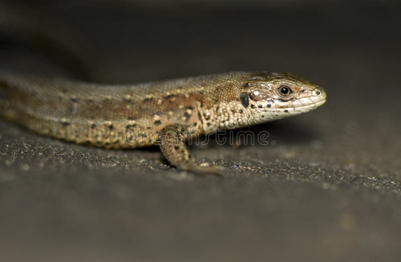 Little lizard stock photo. Image of detail, lizard, spring - 23923602