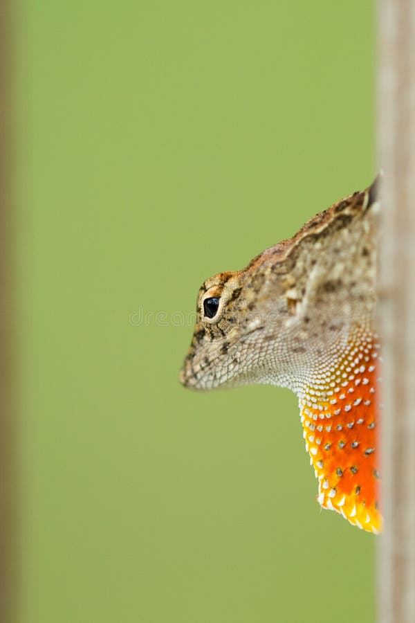 Lizard portrait stock photo. Image of reptile, copy, single - 6939894