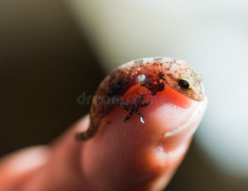 Little Lizard Baby stock photo. Image of romantic, young - 76578004