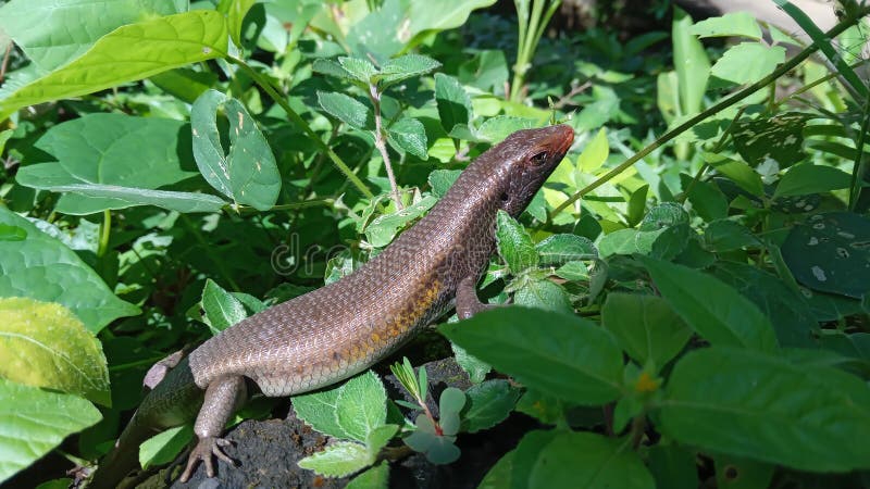 Little Lizard Basking in the Sun Stock Photo - Image of toad, wildlife ...