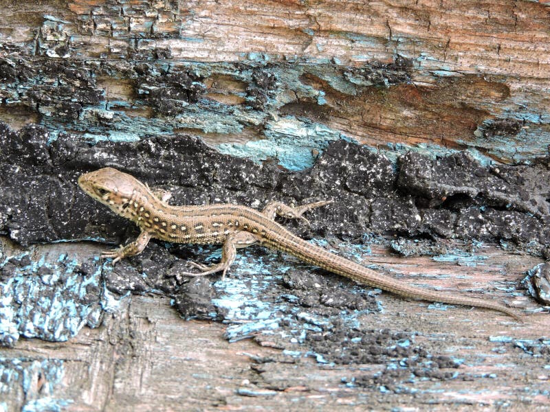 Little Lizard in Swamp, Lithuania Stock Photo - Image of aukstumalos ...