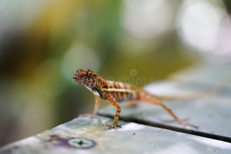 Little Lizard Close Up and Face Details Stock Photo - Image of field ...