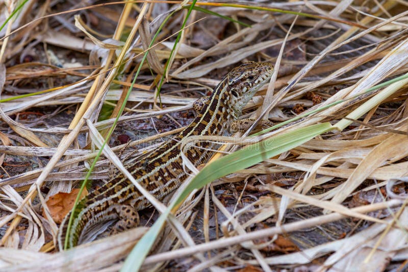 Little Lizard among Dry Grass Stock Photo - Image of wild, reptile ...