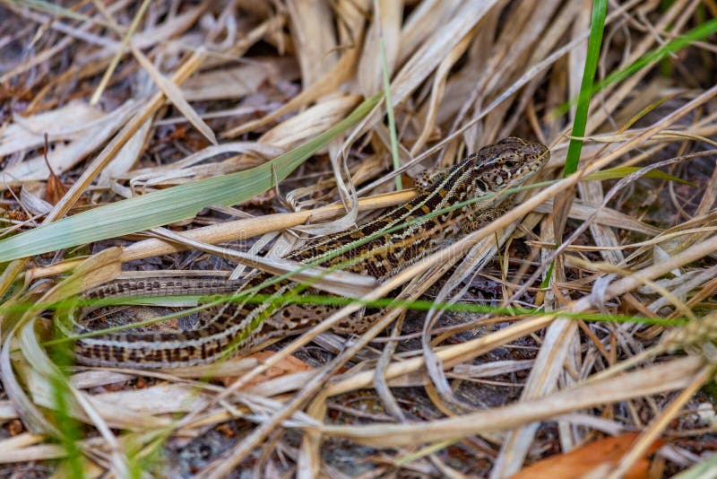 Little Lizard among Dry Grass Stock Image - Image of macro, hunter ...