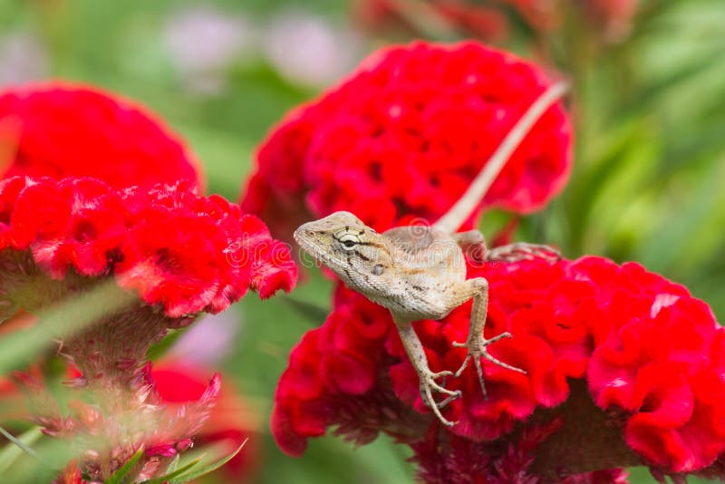Little lizard stock photo. Image of flora, mwanzae, climb - 59627836