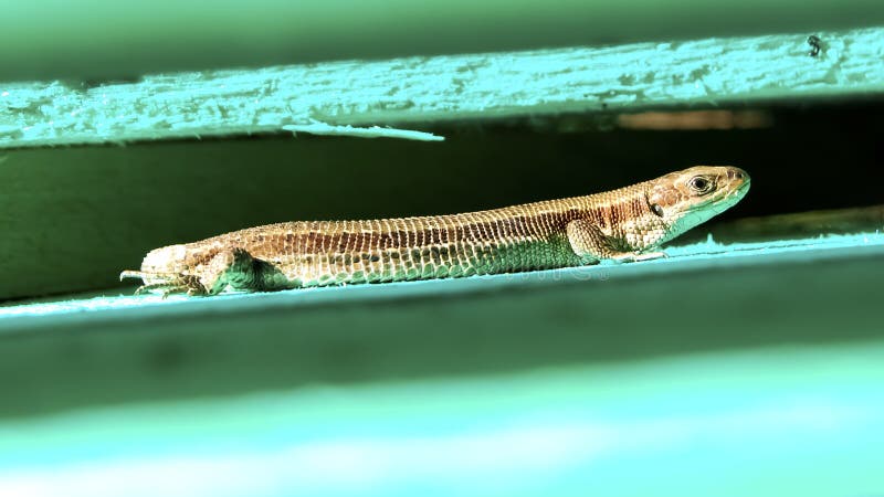 Little lizard stock image. Image of zootoca, common, animal - 48886495