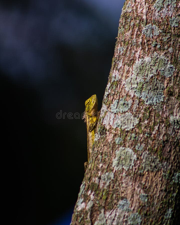 A Little Lizard Hiding from the Sun Stock Photo - Image of outdoor ...