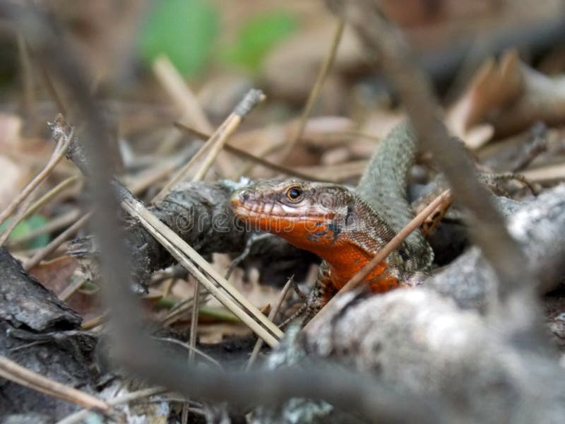 Little lizard stock photo. Image of animal, little, plant - 100914920