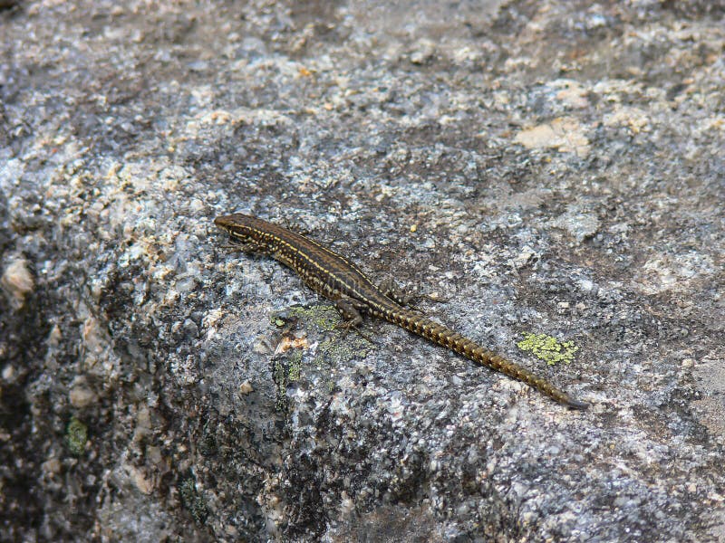 Little lizard stock photo. Image of forest, yellow, fauna - 112705244