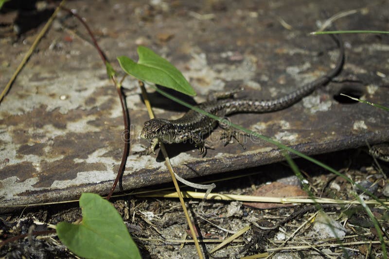 Little Brown Lizard with Blue Dots in Macro Stock Photo - Image of ...