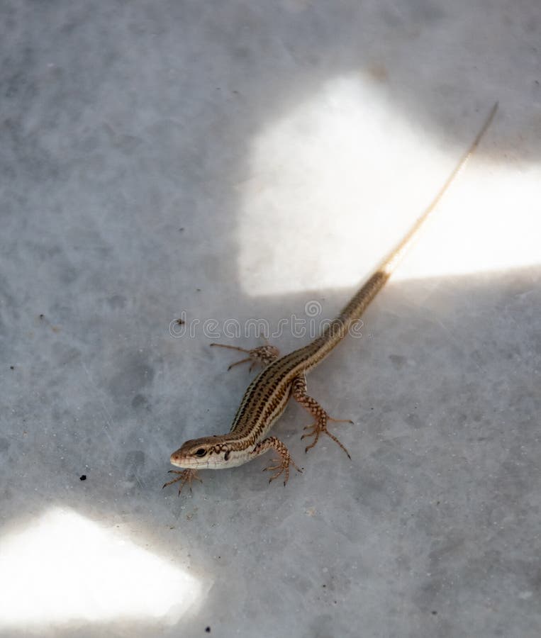 Little lizard on marble stock image. Image of creature - 155104203