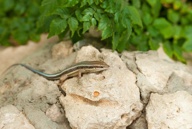 Little lizard stock image. Image of wildlife, green, finger - 8899399
