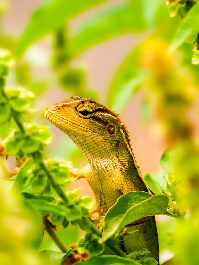 184 Little Lizard Plants Stock Photos - Free & Royalty-Free Stock Photos from Dreamstime