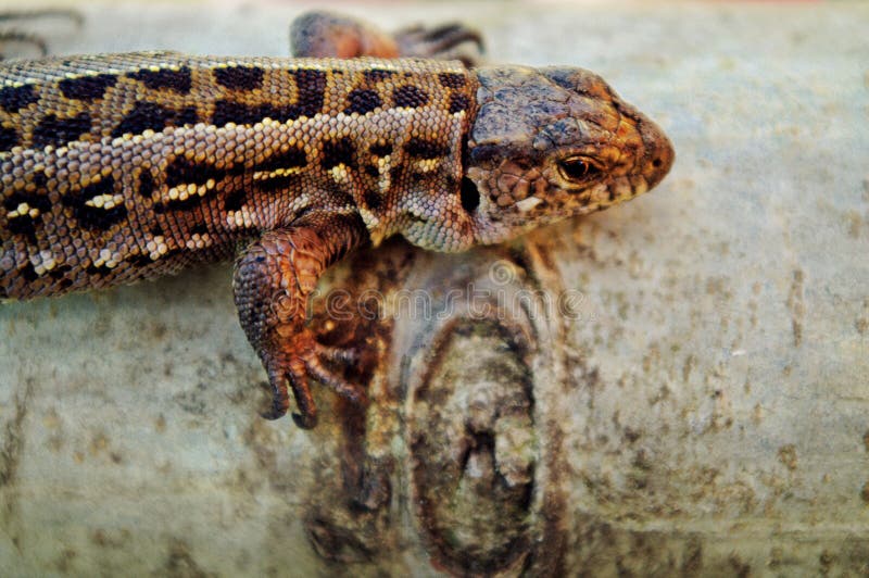 Little Lizard Resting on a Tree Branch. Stock Photo - Image of predator ...