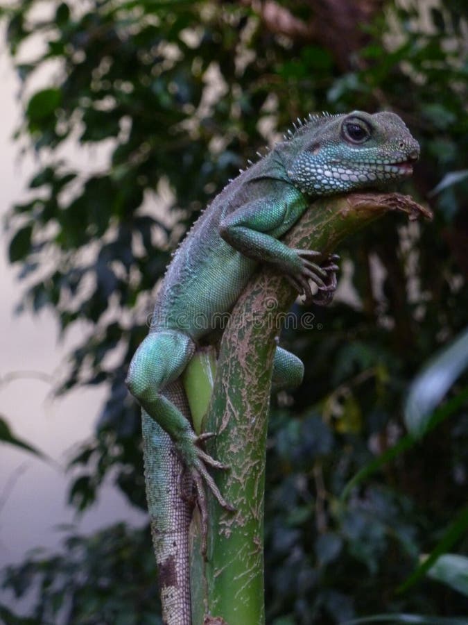 Little lizard stock photo. Image of lizard, sitting, leaves - 97425224