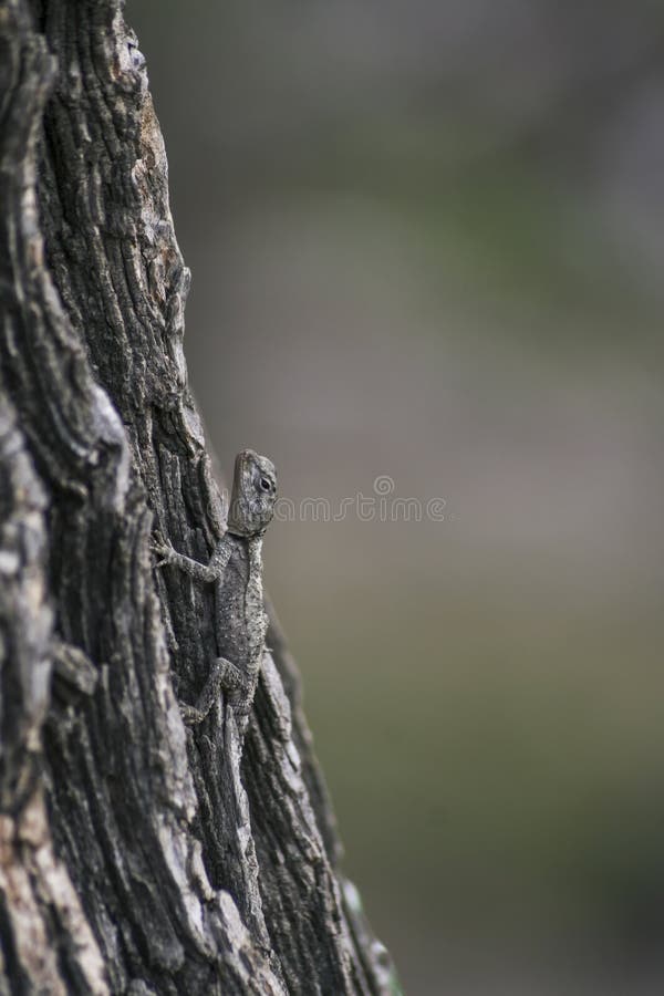 Little Lizard Standing on Tree Bark in Forest Stock Image - Image of ...