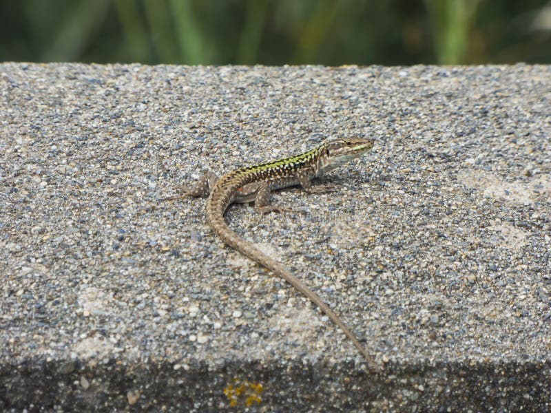 Little lizard stock image. Image of background, close - 79390117