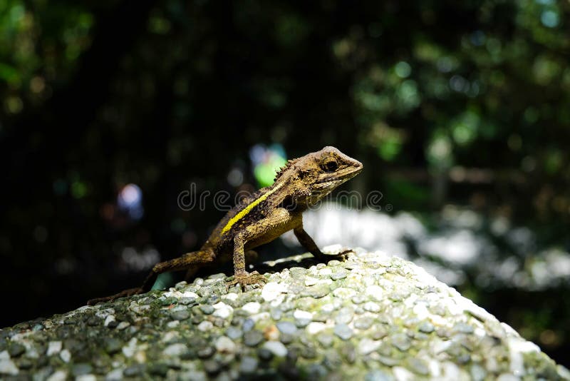 Little lizard stock image. Image of animal, cute, lizard - 94891631