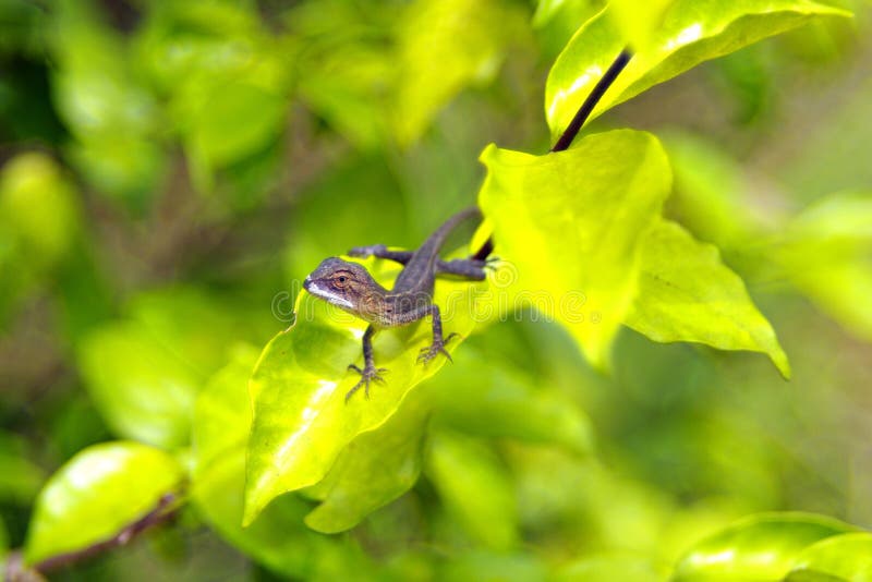 Little lizard stock image. Image of horned, gecko, prin - 36080949