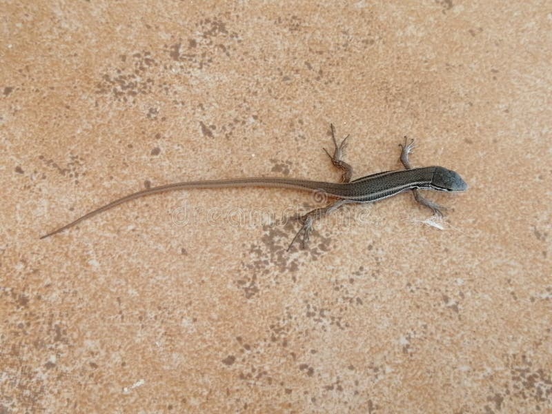 Little lizard walking stock photo. Image of cute, wood - 260988396