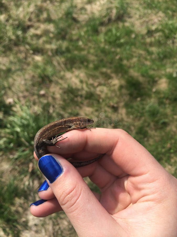 Little lizard stock photo. Image of small, green, wildlife - 42845776