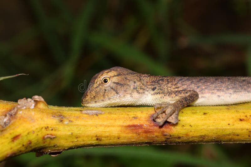 A Little Lizard is on the Wood Stock Image - Image of lizard, wood ...