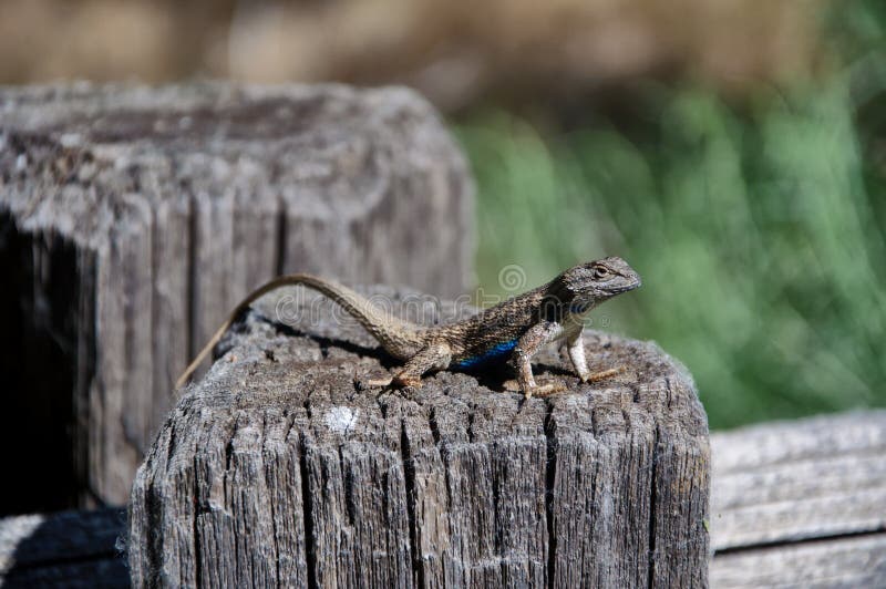 Little Lizard stock image. Image of gecko, tail, states - 90577589