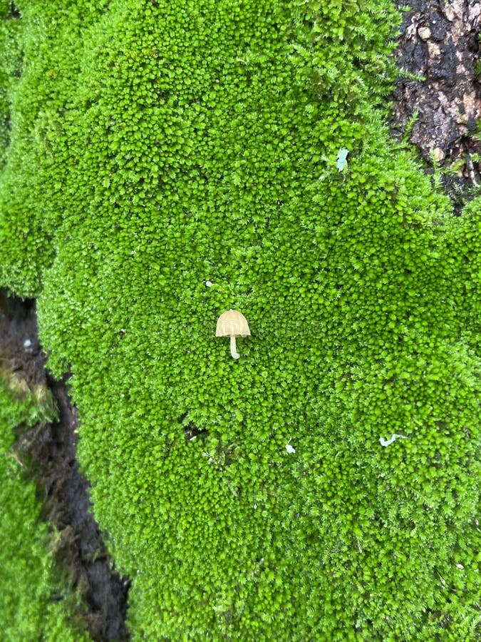 Little Lonely Mushroom in a Tree with Moss Stock Photo - Image of ...