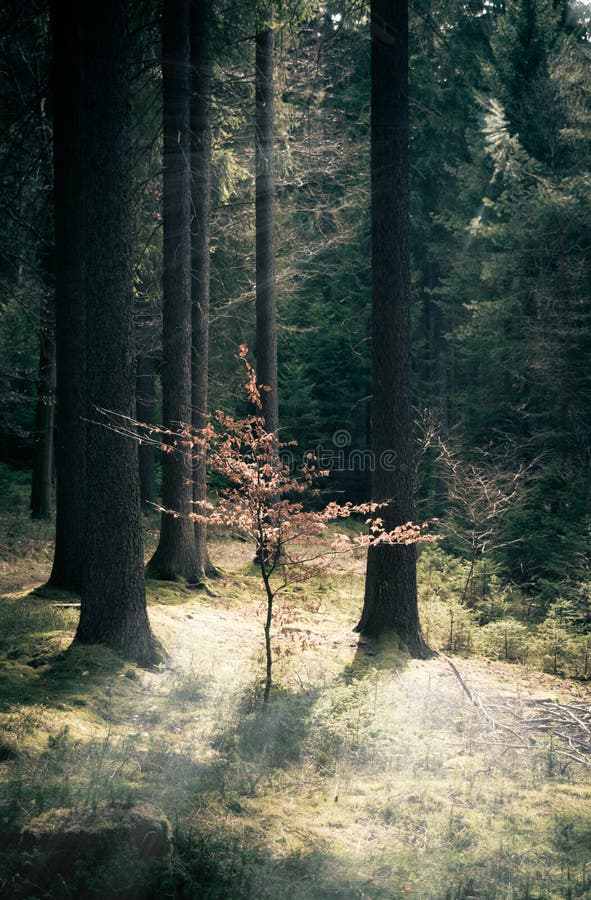 Little Lonely Tree in the Forest Stock Photo - Image of wild, nature ...