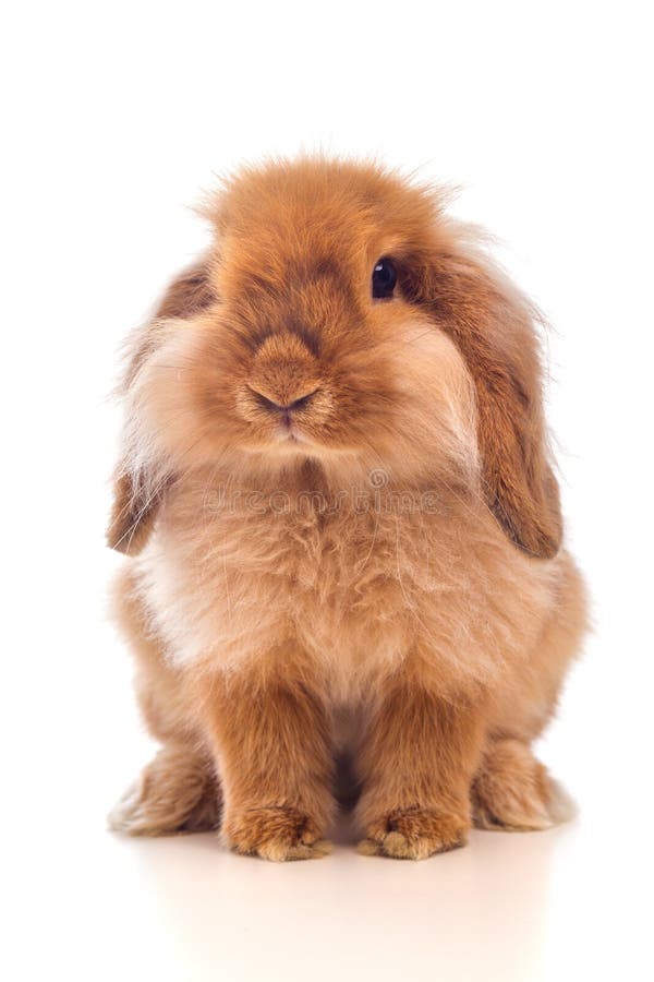 Little Lop-eared Rabbit stock photo. Image of fluffy - 70542222