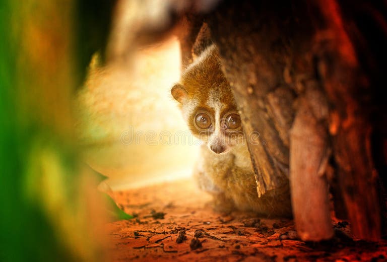 Little Loris stock image. Image of close, monkey, showing - 71998279